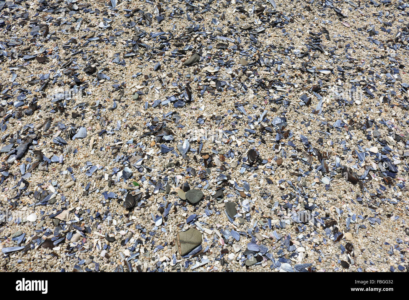 Shells africa hi-res stock photography and images - Alamy