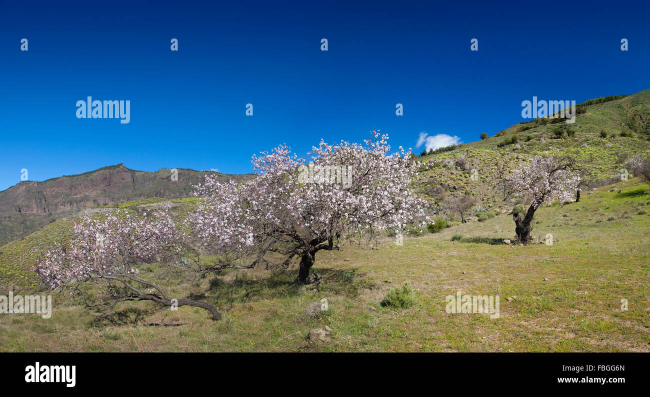 Gran Canaria, Caldera de Tejeda, January, almond trees starting to ...