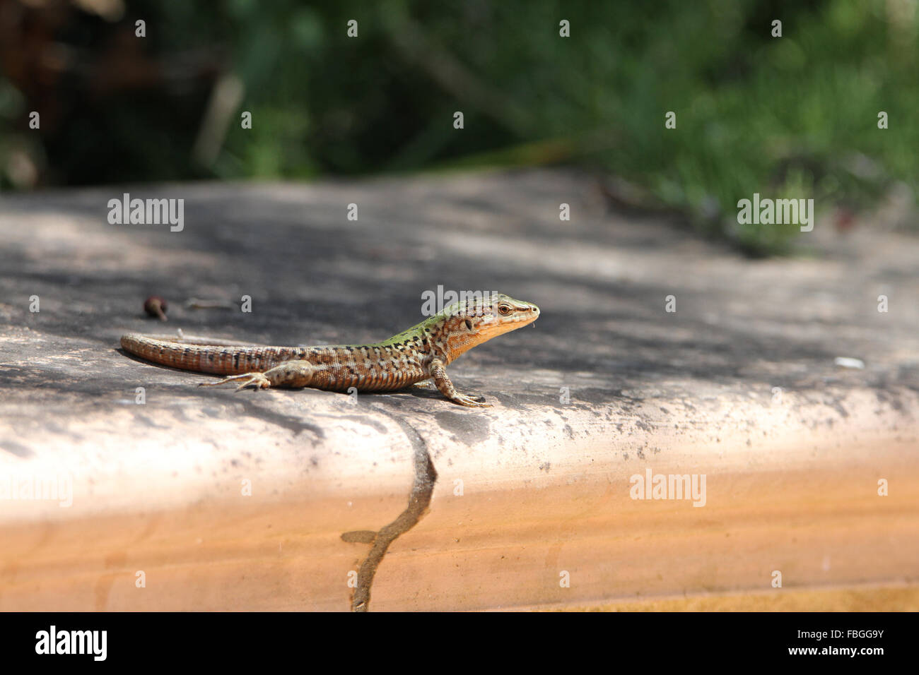 Italian wall lizard Stock Photo - Alamy