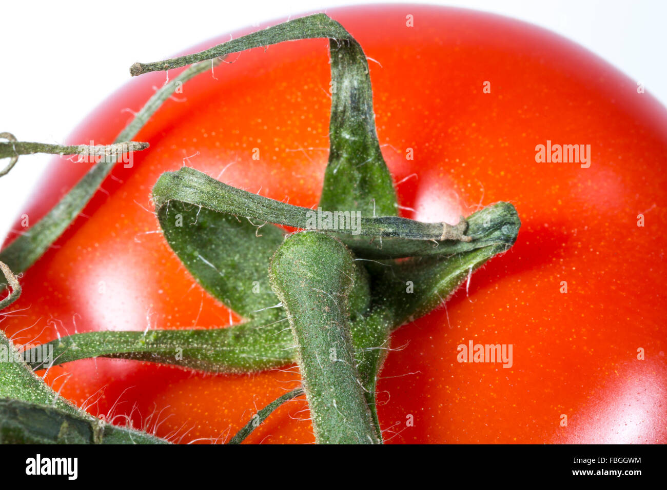Tomato Vine Close Up Stock Photo - Alamy