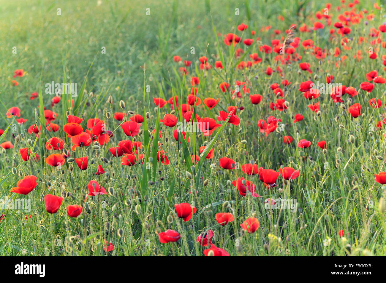 Poppy flowers in grass hi-res stock photography and images - Alamy