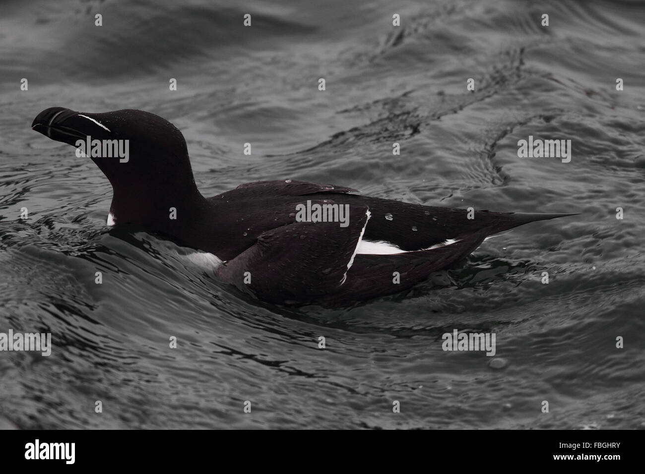 Juvenile razorbill hi-res stock photography and images - Alamy