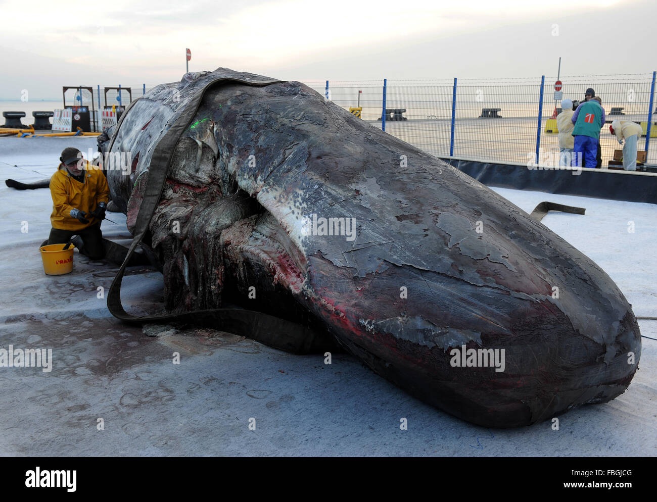 Whale dissection hi-res stock photography and images - Alamy