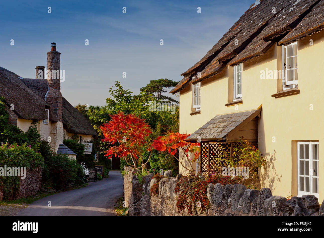 Vivid sumach tree (Rhus typhina) autumn colour in the Holnicote Estate ...