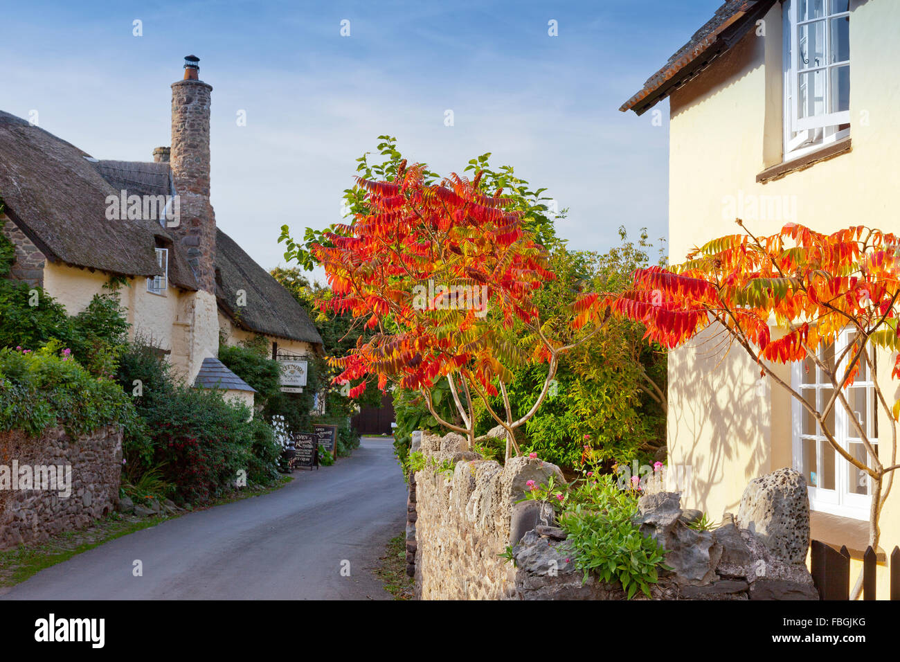 Vivid sumach tree (Rhus typhina) autumn colour in the Holnicote Estate ...