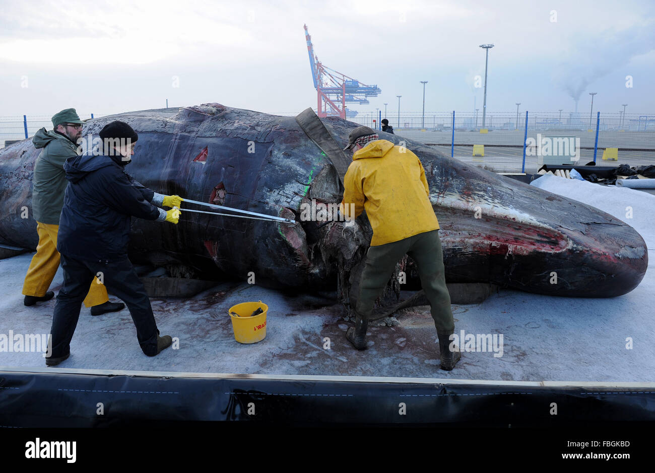 Whale dissection hi-res stock photography and images - Alamy