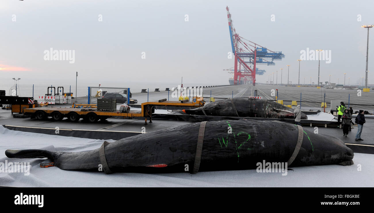 Whale dissection hi-res stock photography and images - Alamy