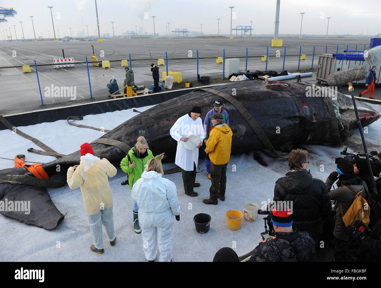Whale dissection hi-res stock photography and images - Alamy