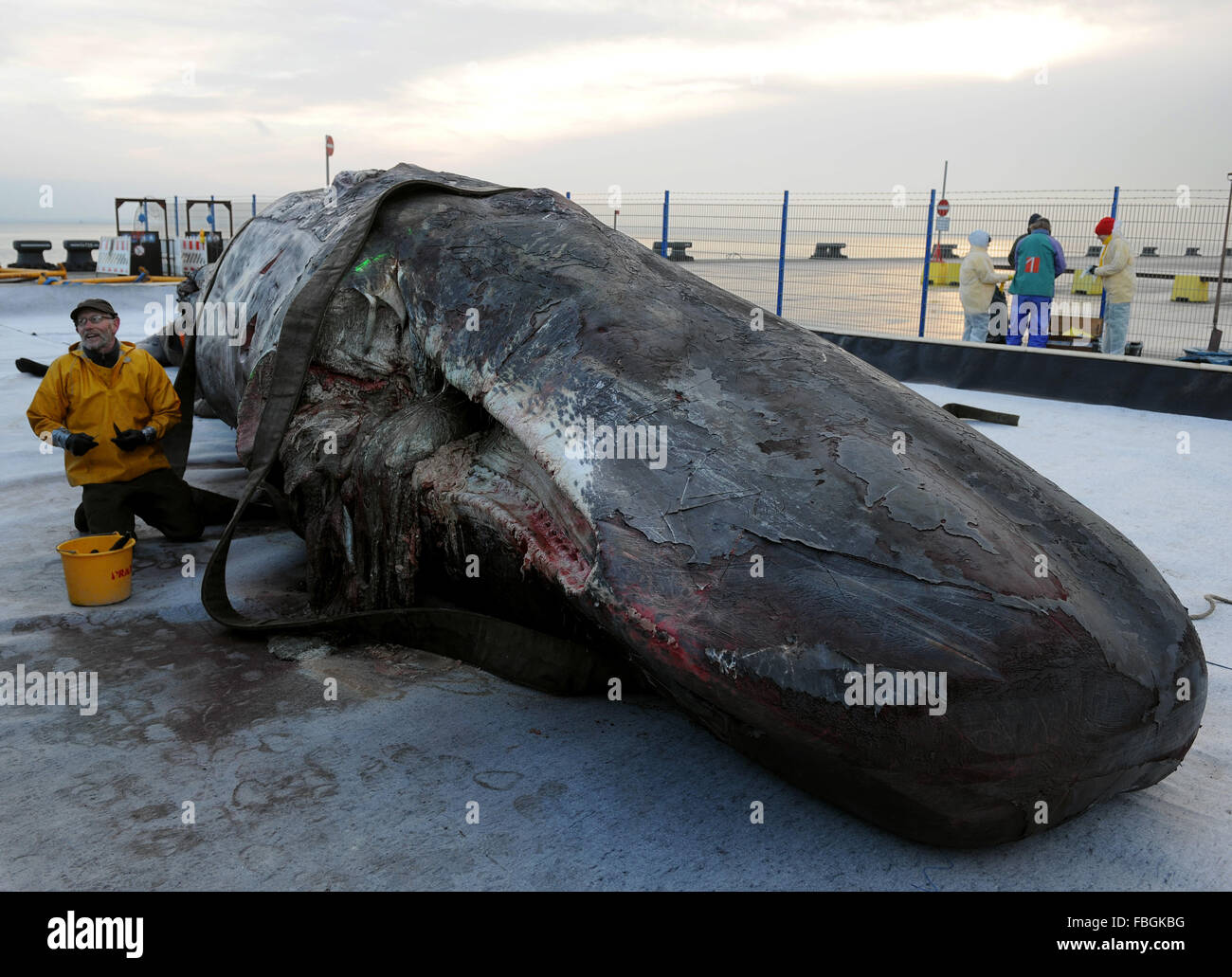 Wilhelmshaven, Germany. 16th Jan, 2016. Dutch whale expert, Aart Walen ...