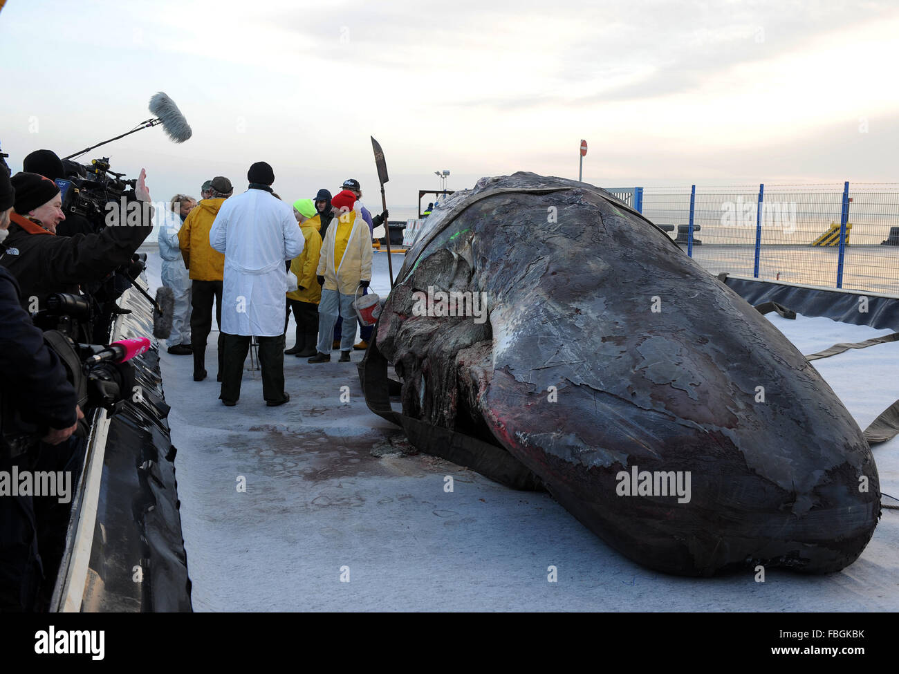 Whale dissection hi-res stock photography and images - Alamy