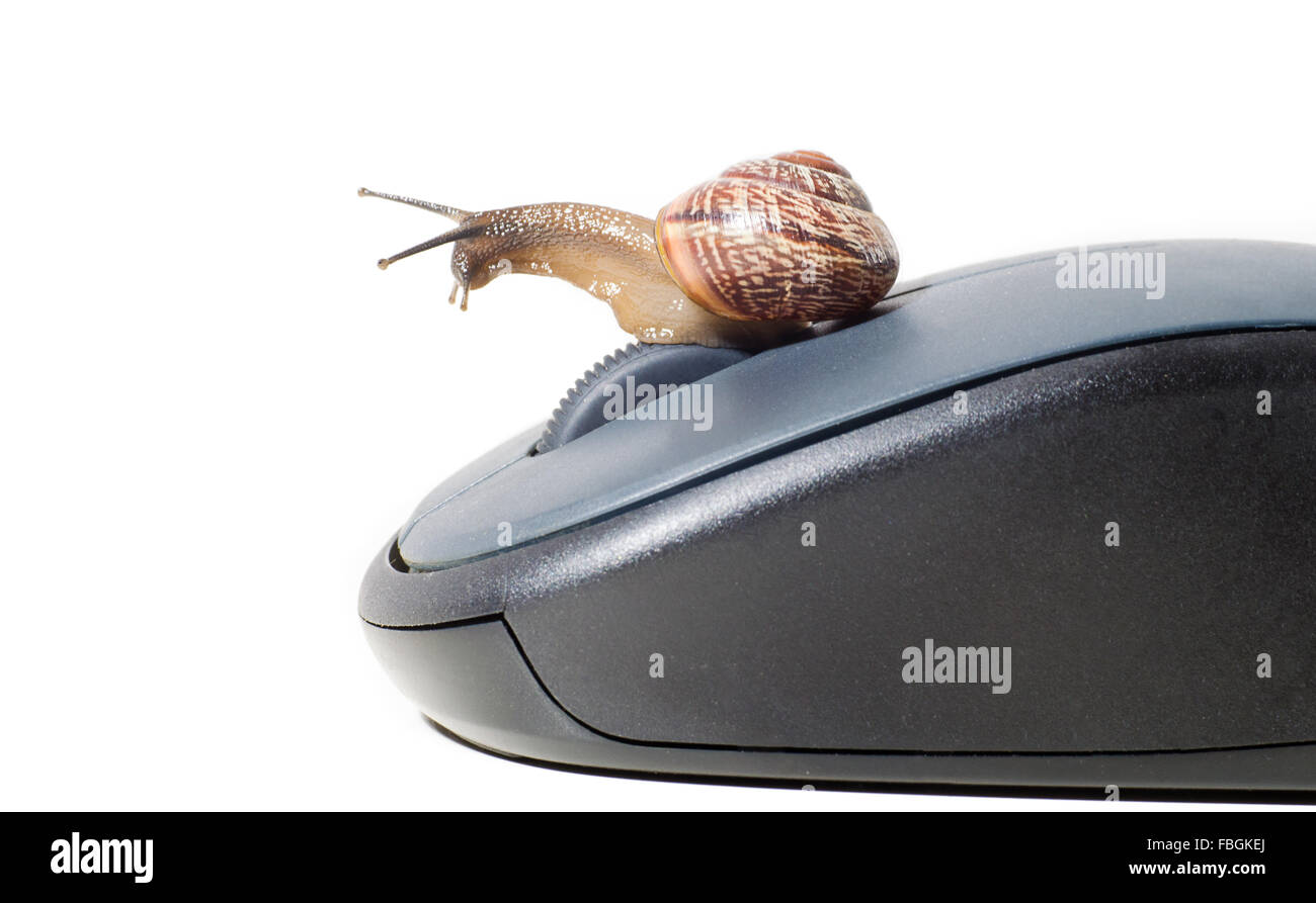 snail on the computer mouse, concept Stock Photo - Alamy