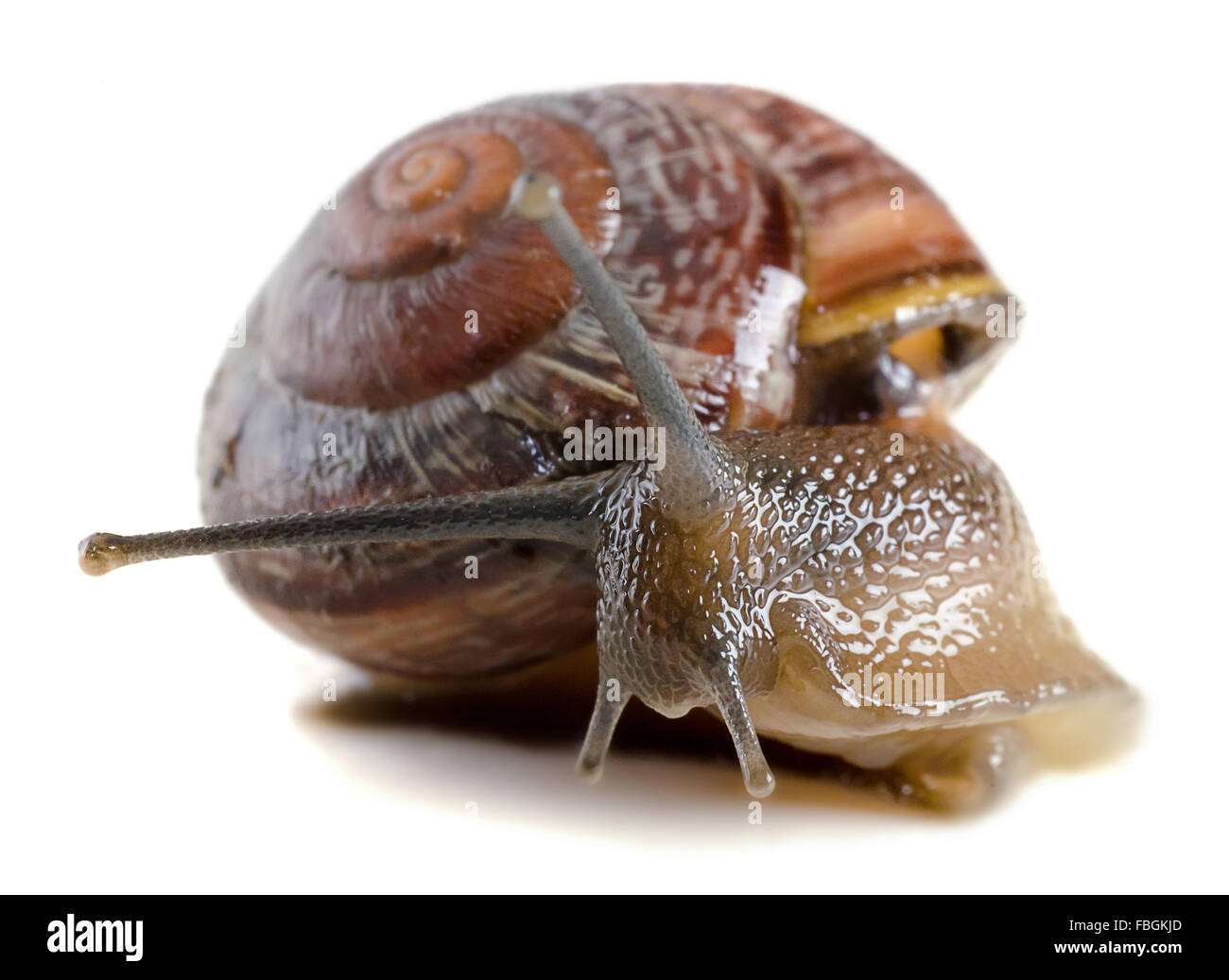 Snal hi-res stock photography and images - Alamy