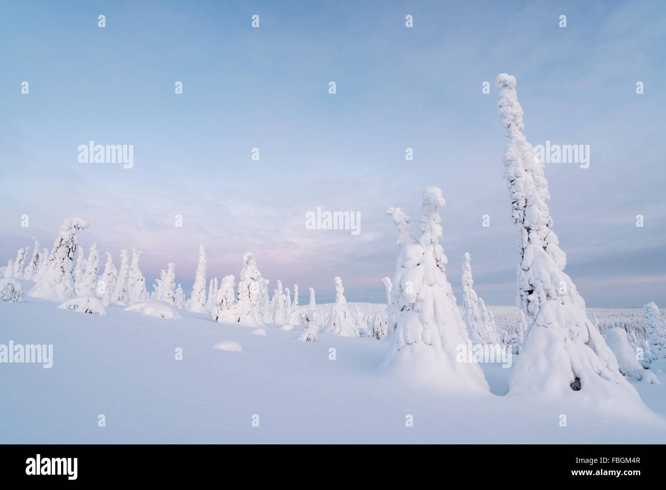 Snow-covered trees in Riisitunturi National Park, Posio, Finland ...