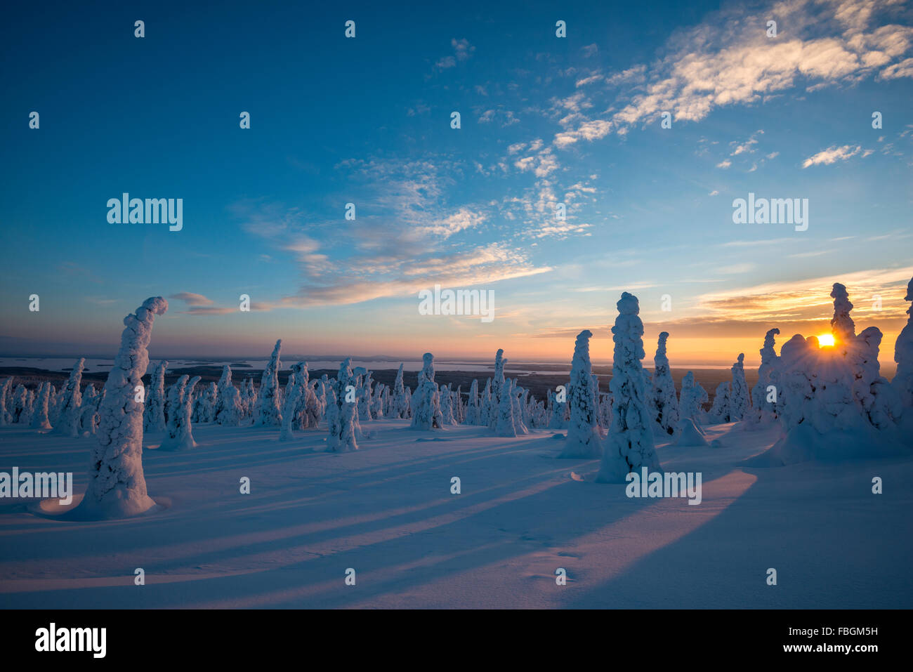 Snow-covered trees in Riisitunturi National Park, Posio, Finland ...