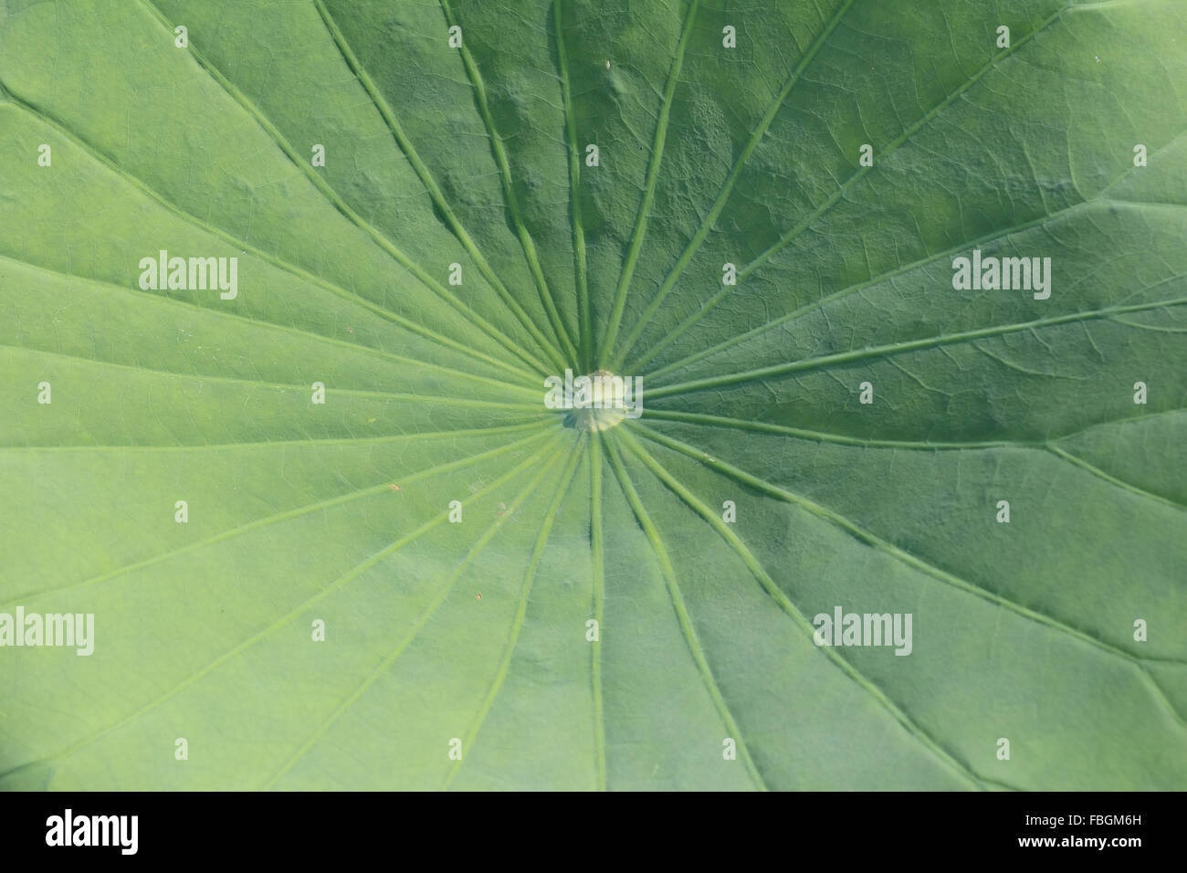 Water drop on lotus leaf Stock Photo - Alamy