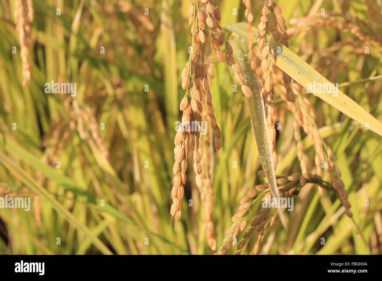 Japanese rice paddy field hi-res stock photography and images - Alamy
