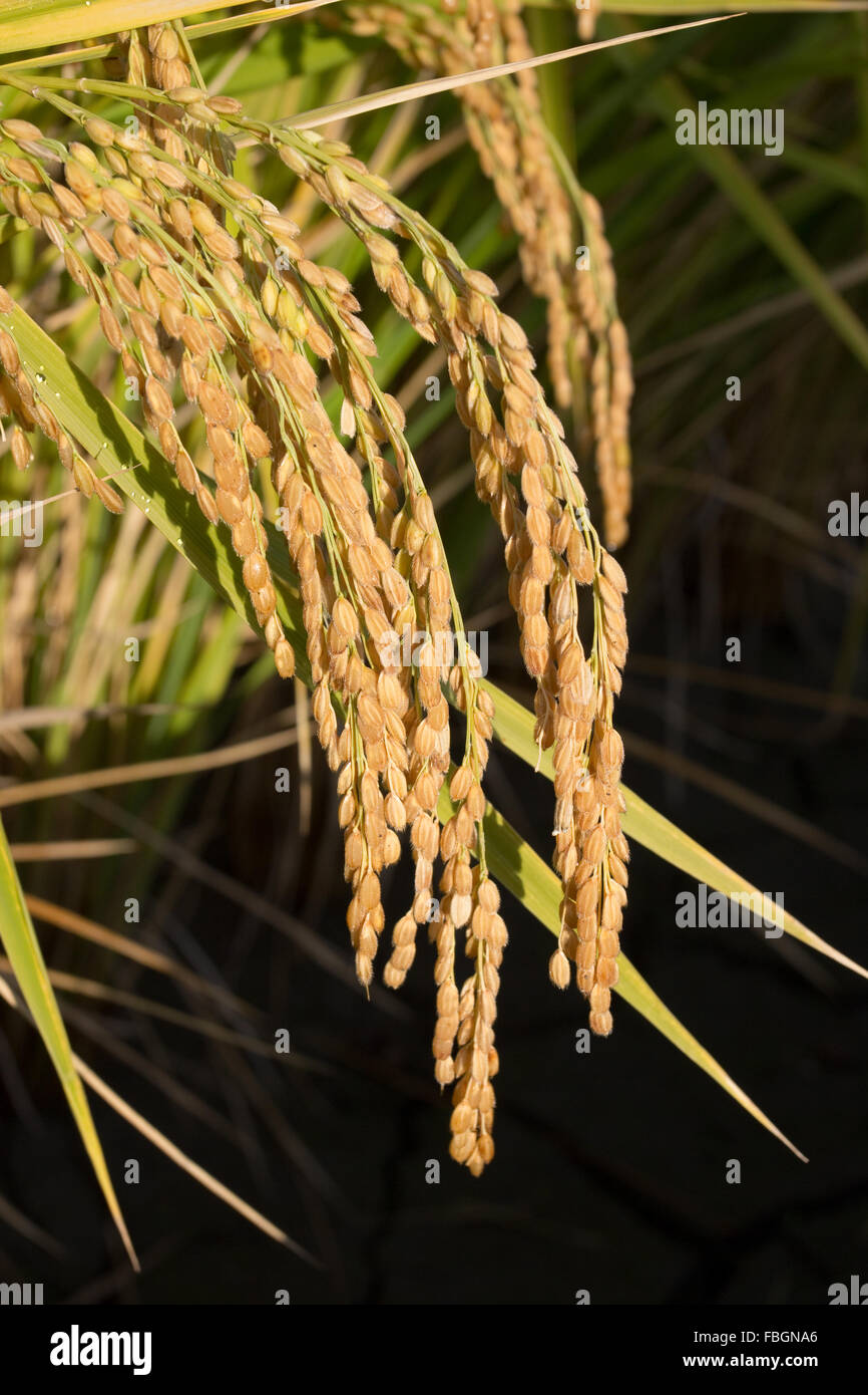 Japanese paddy field hi-res stock photography and images - Alamy