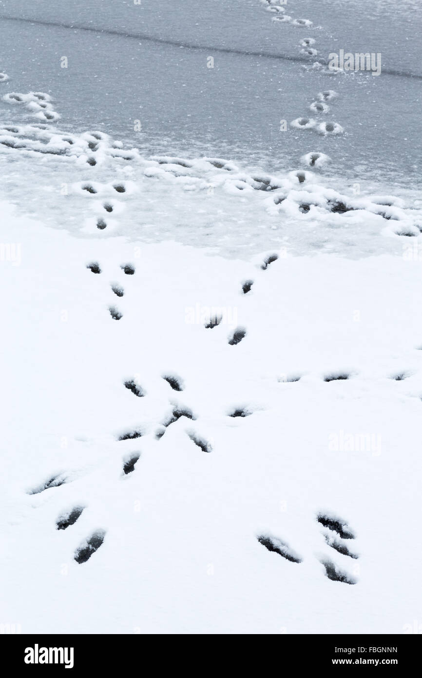 Hare tracks hi-res stock photography and images - Alamy