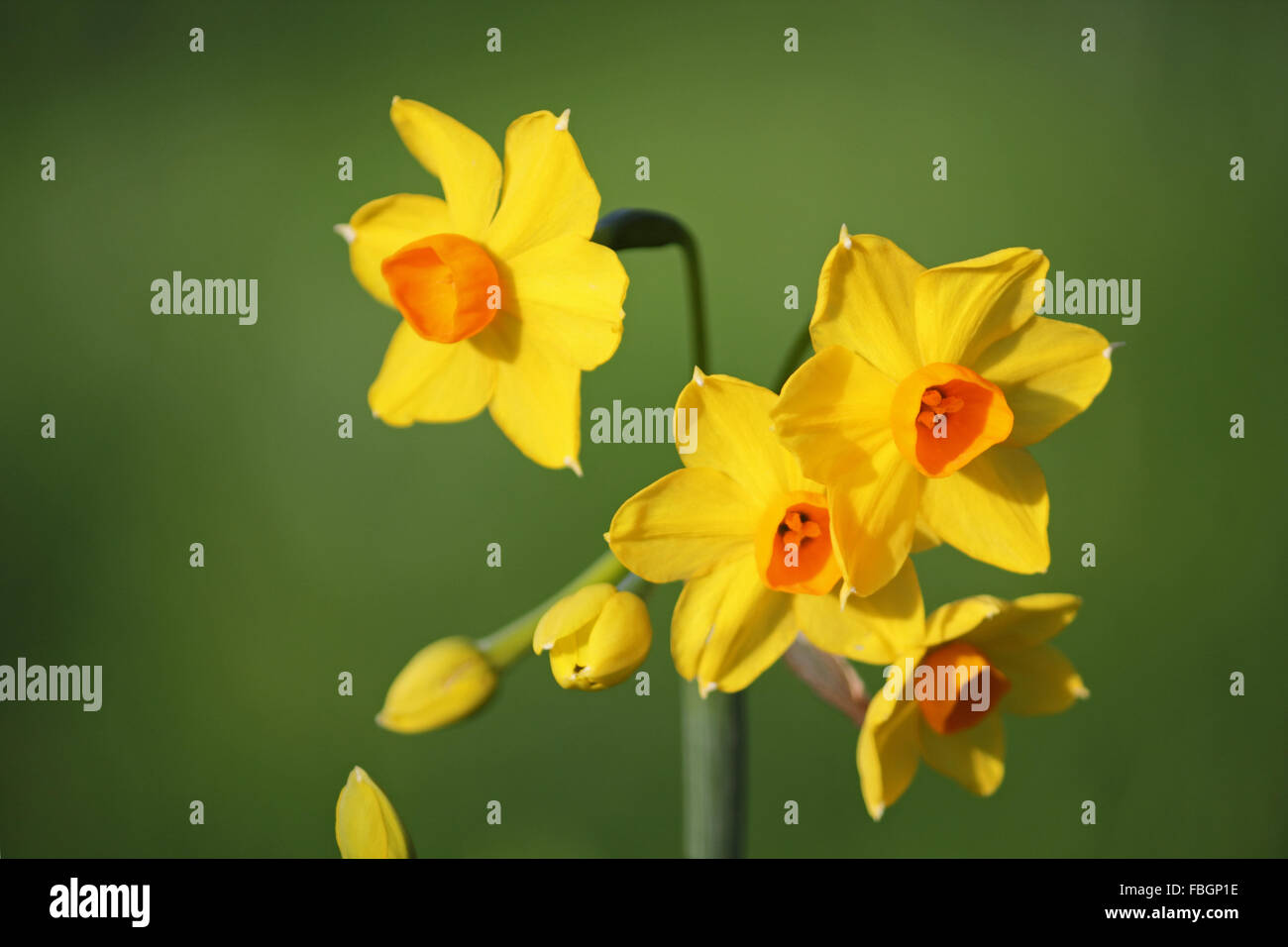 Multi headed daffodil hi-res stock photography and images - Alamy