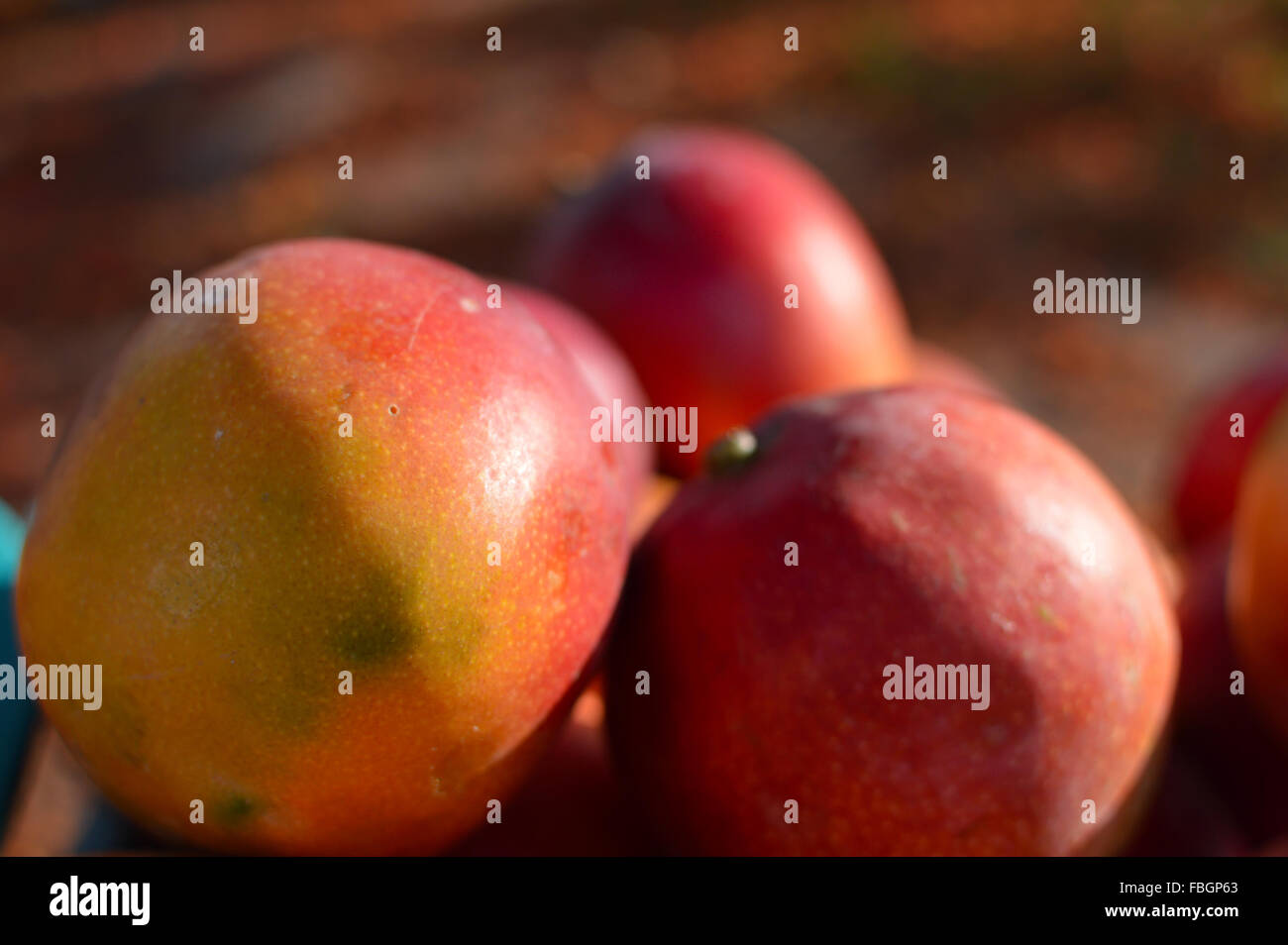 Mango sold on the streets of Copan Ruinas in Honduras Stock Photo - Alamy