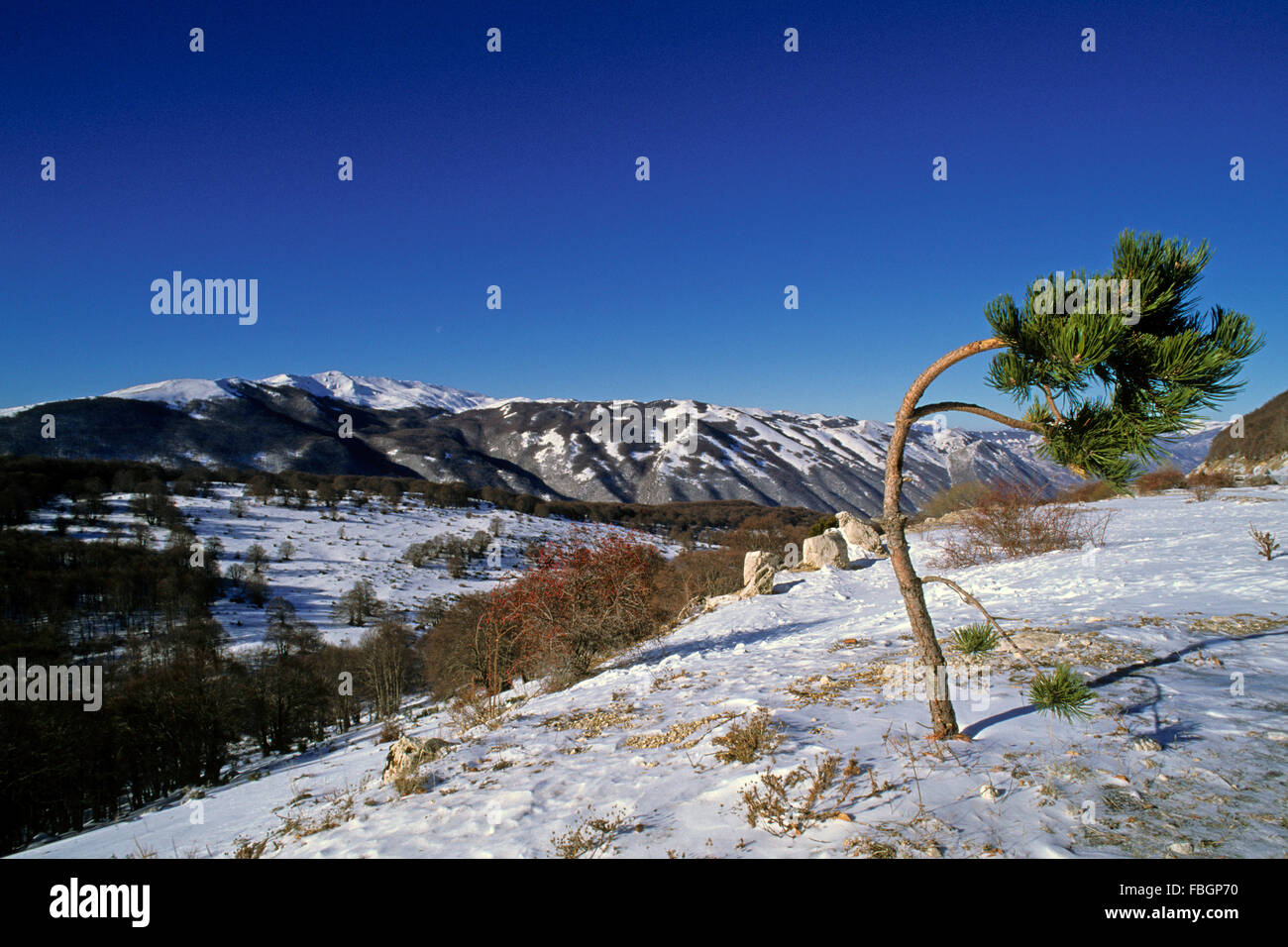 Small tree curved by wind, Sirente Velino Regional Park, Abruzzo, Italy ...