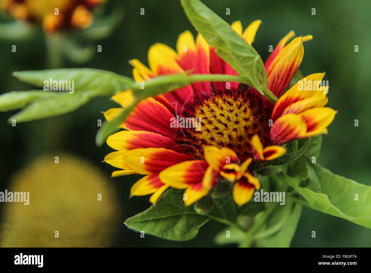 Flowers - gailardia Stock Photo - Alamy