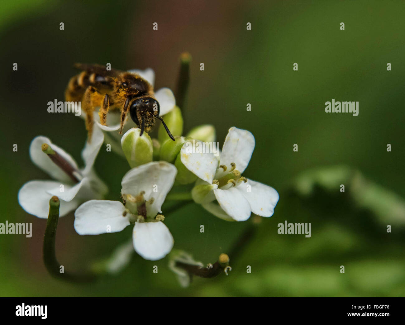 Macro - Insects - Bee on a flower - green background Stock Photo - Alamy