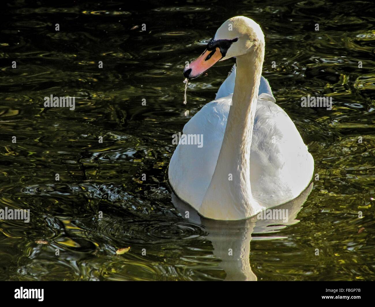 Happy Swan High Resolution Stock Photography and Images - Alamy