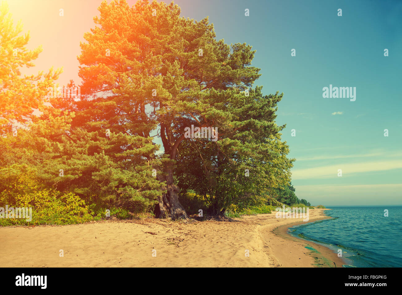 Pine forest on the beach Stock Photo - Alamy