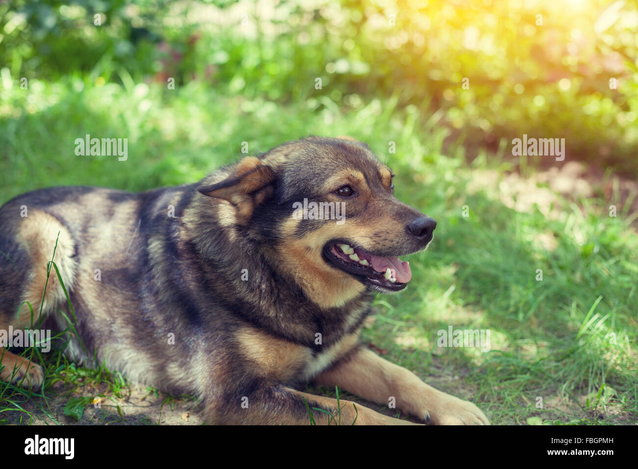 Dog garden dream hi-res stock photography and images - Alamy