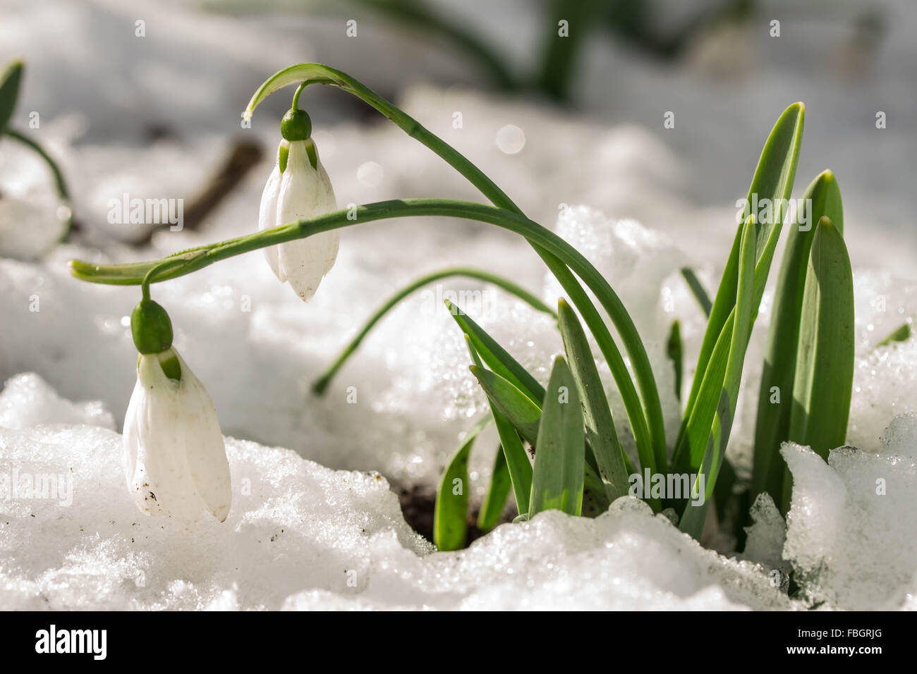 Spring flowers - snowdrops in snow Stock Photo - Alamy