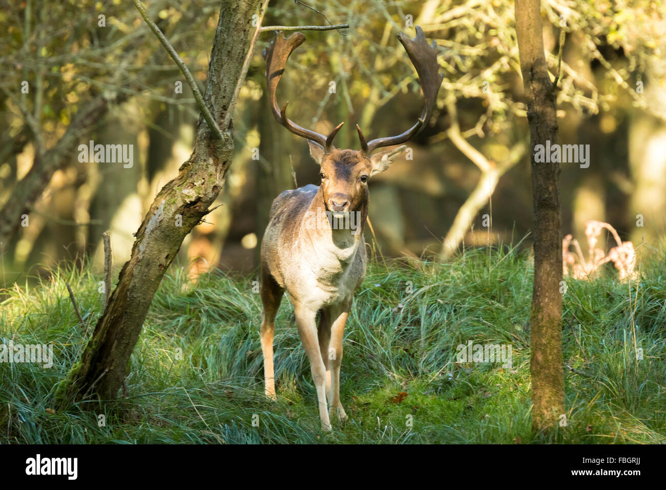 Fallow deer (Dama Dama) male during rutting season. The Autumn sunlight ...