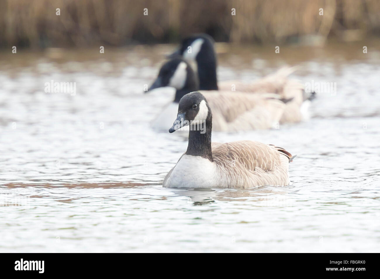 Floating geese hi-res stock photography and images - Alamy