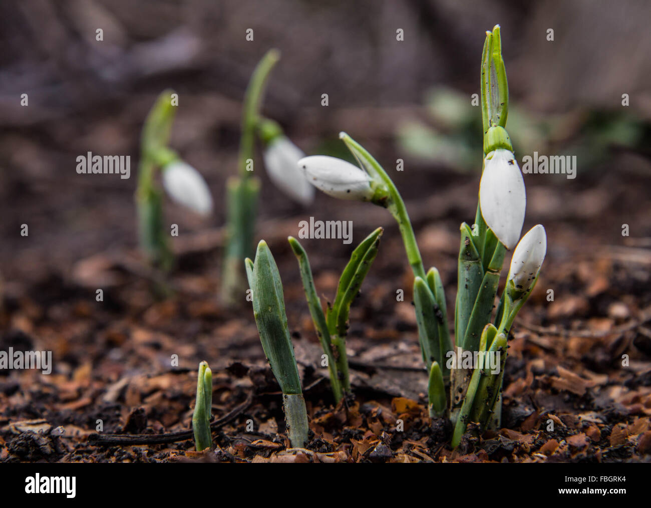 Spring flowers - snowdrops Stock Photo - Alamy