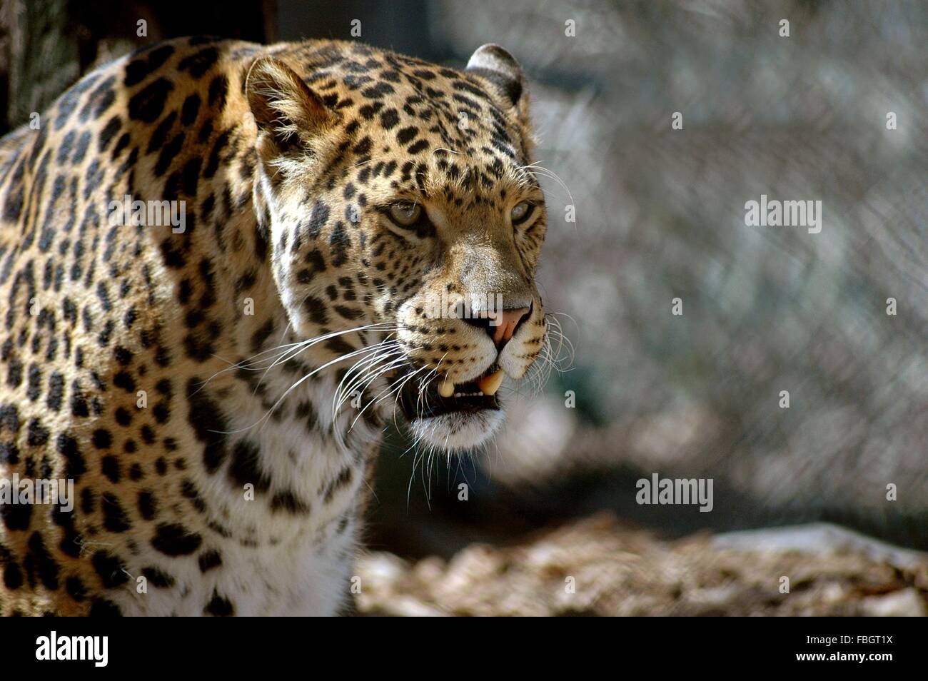 Close-up of face, head and shoulders of beautiful spotted leopard Stock ...