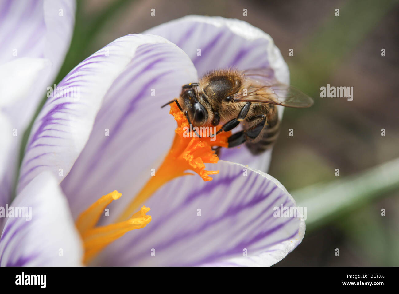Macro - insects - bee on violet striped crocus Stock Photo - Alamy