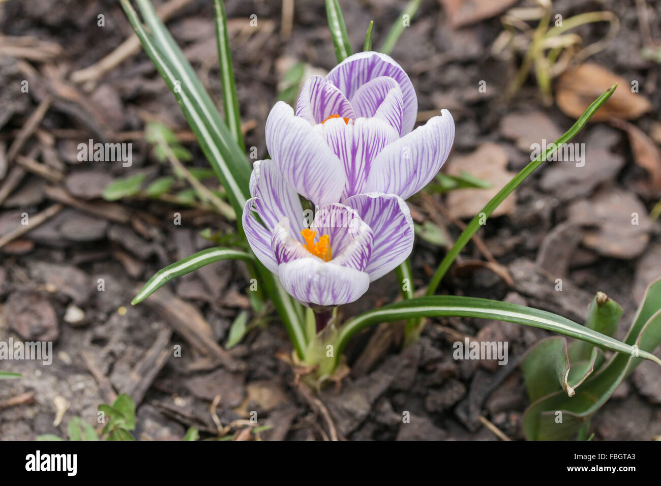 Spring flowers - violet striped crocus Stock Photo - Alamy