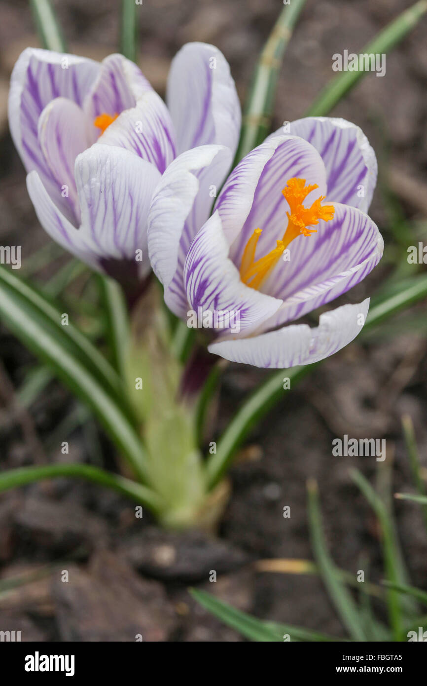 Crocus spring holiday seasonal bloom hi-res stock photography and ...