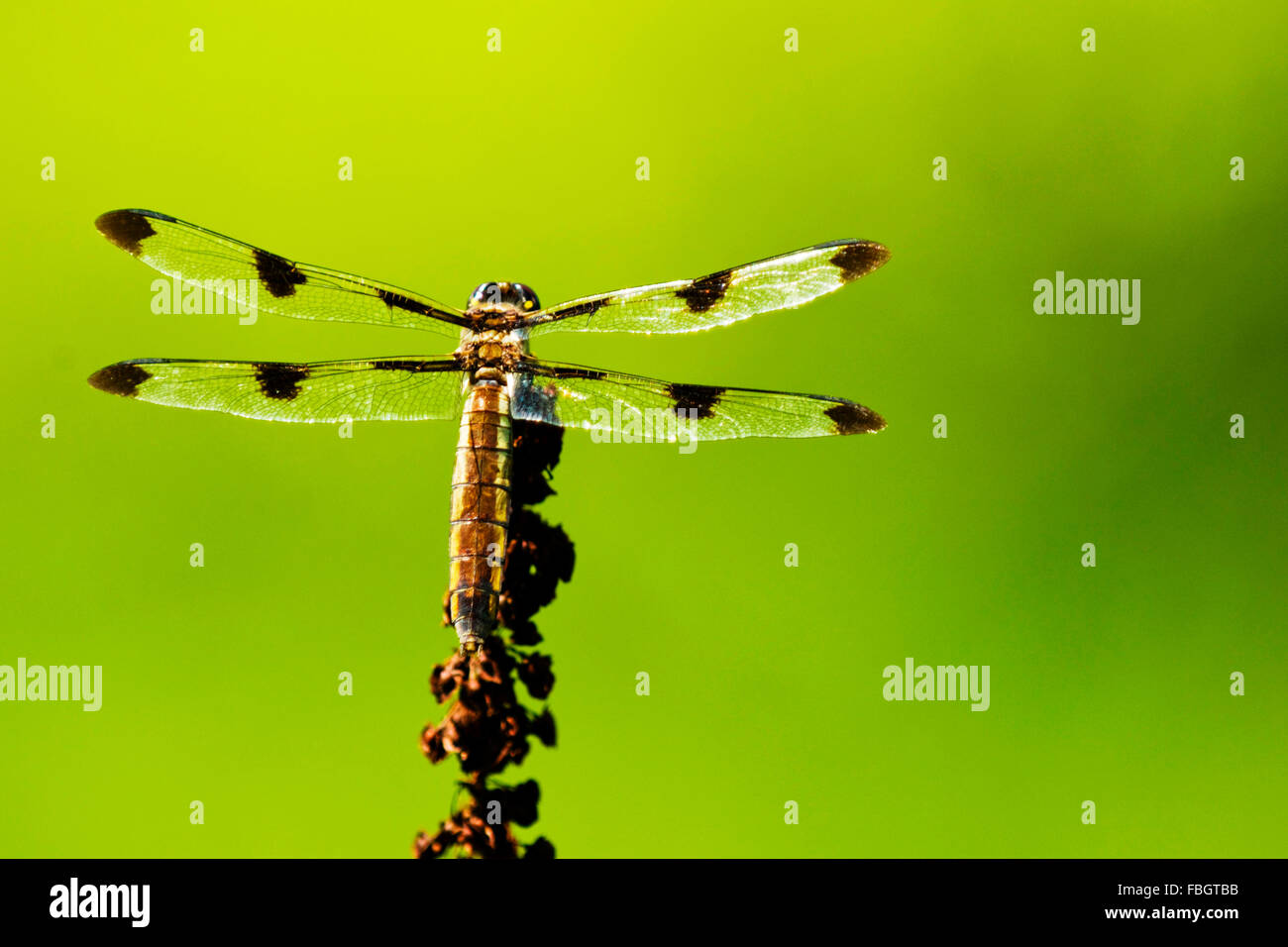 A skimmer dragonfly insect resting on top a seeded weed Stock Photo - Alamy