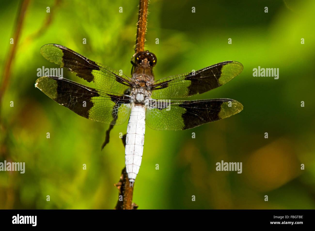 A common whitetail dragonfly insect resting on a stem Stock Photo - Alamy