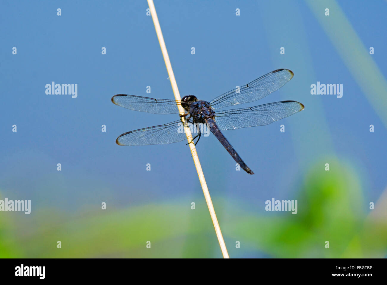 A marsh skimmer dragonfly, Orthetrum luzonicum, insect resting atop a ...
