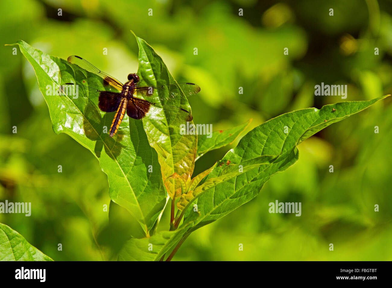 A widow skimmer dragonfly insect resting on a group of leaves Stock ...