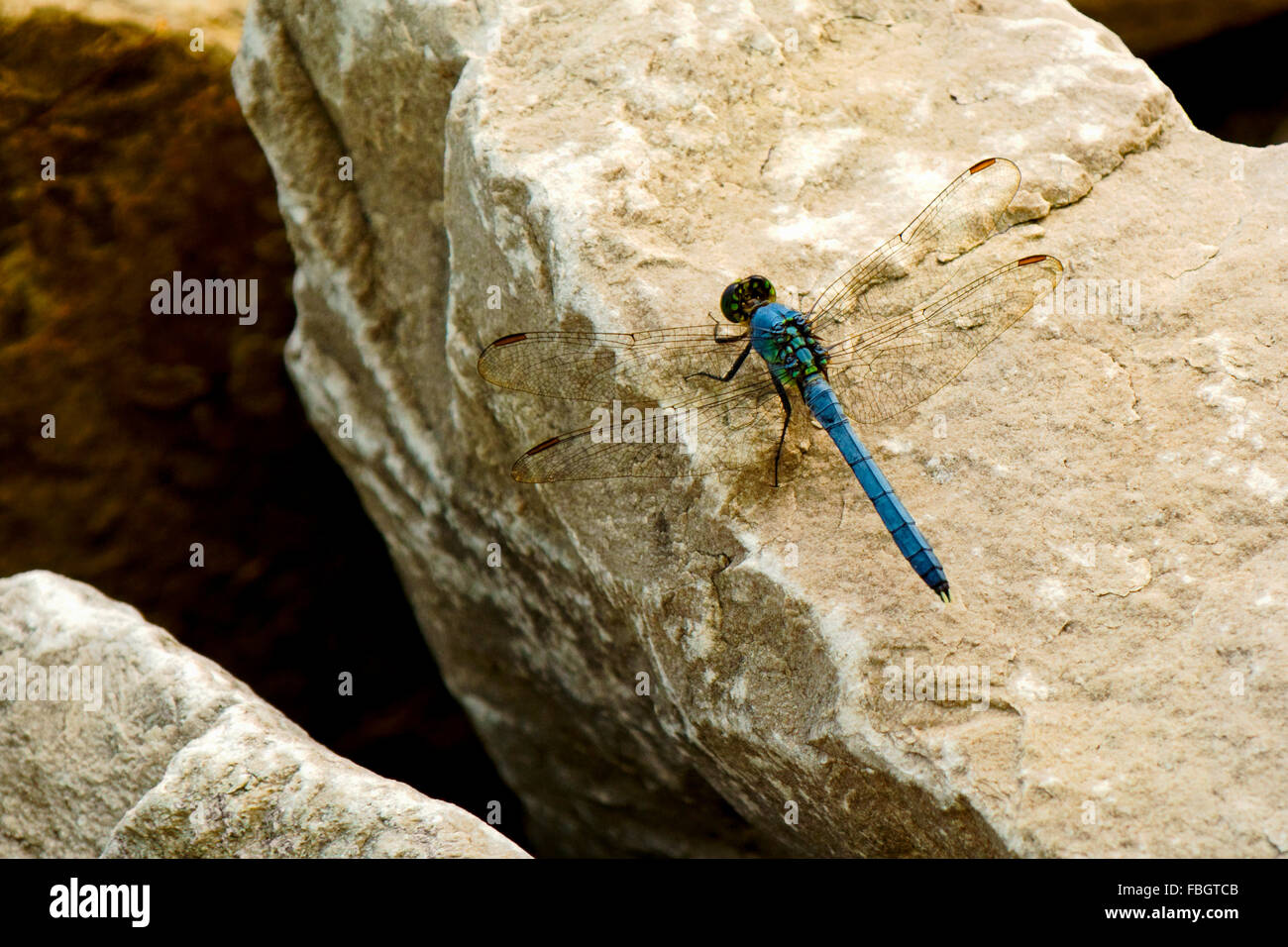 A marsh skimmer dragonfly, Orthetrum luzonicum, insect resting on a ...