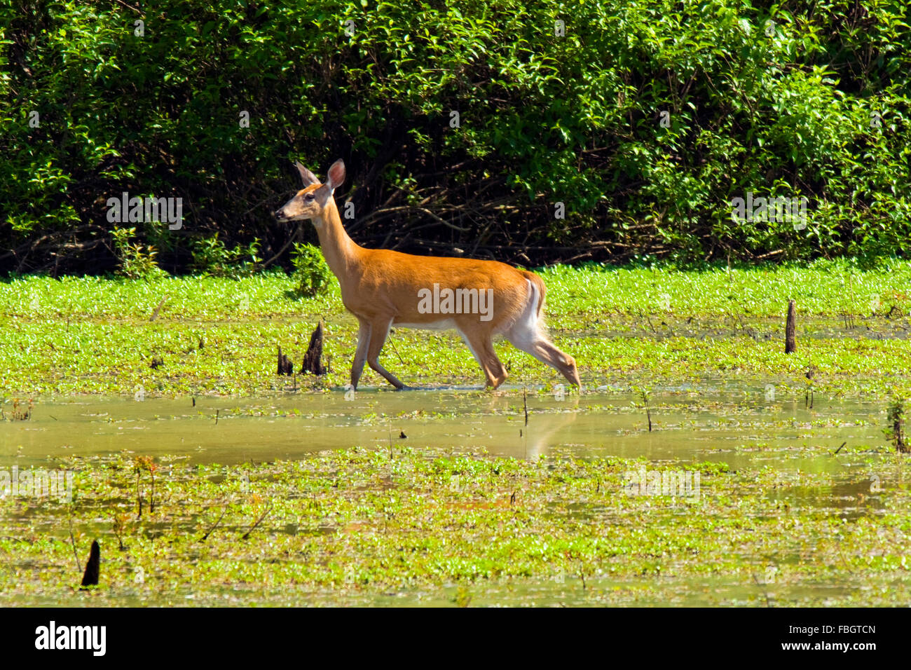 A white-tailed doe deer in a wetland marsh area in Monroe County ...