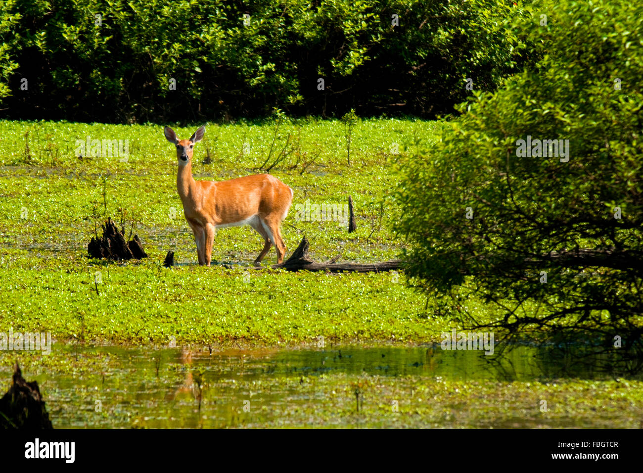 A white-tailed doe deer in a wetland marsh area in Monroe County ...