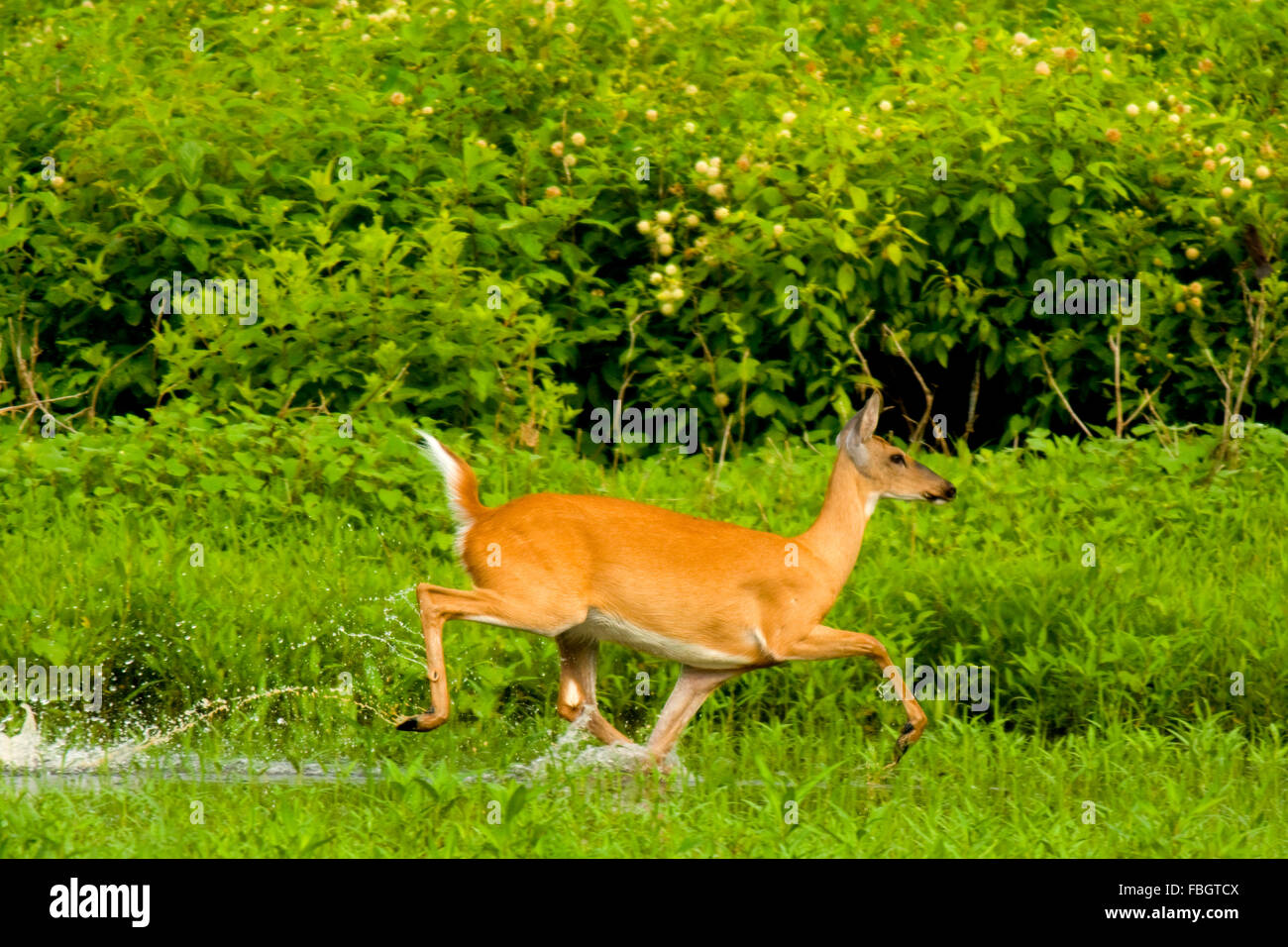A white-tailed doe deer running through a wetland marsh area in Monroe ...