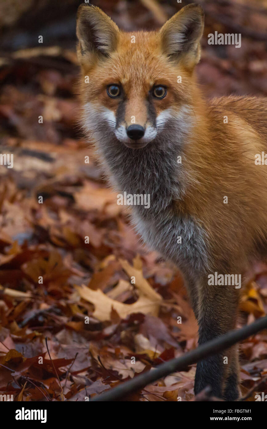 Furry fox hi-res stock photography and images - Alamy