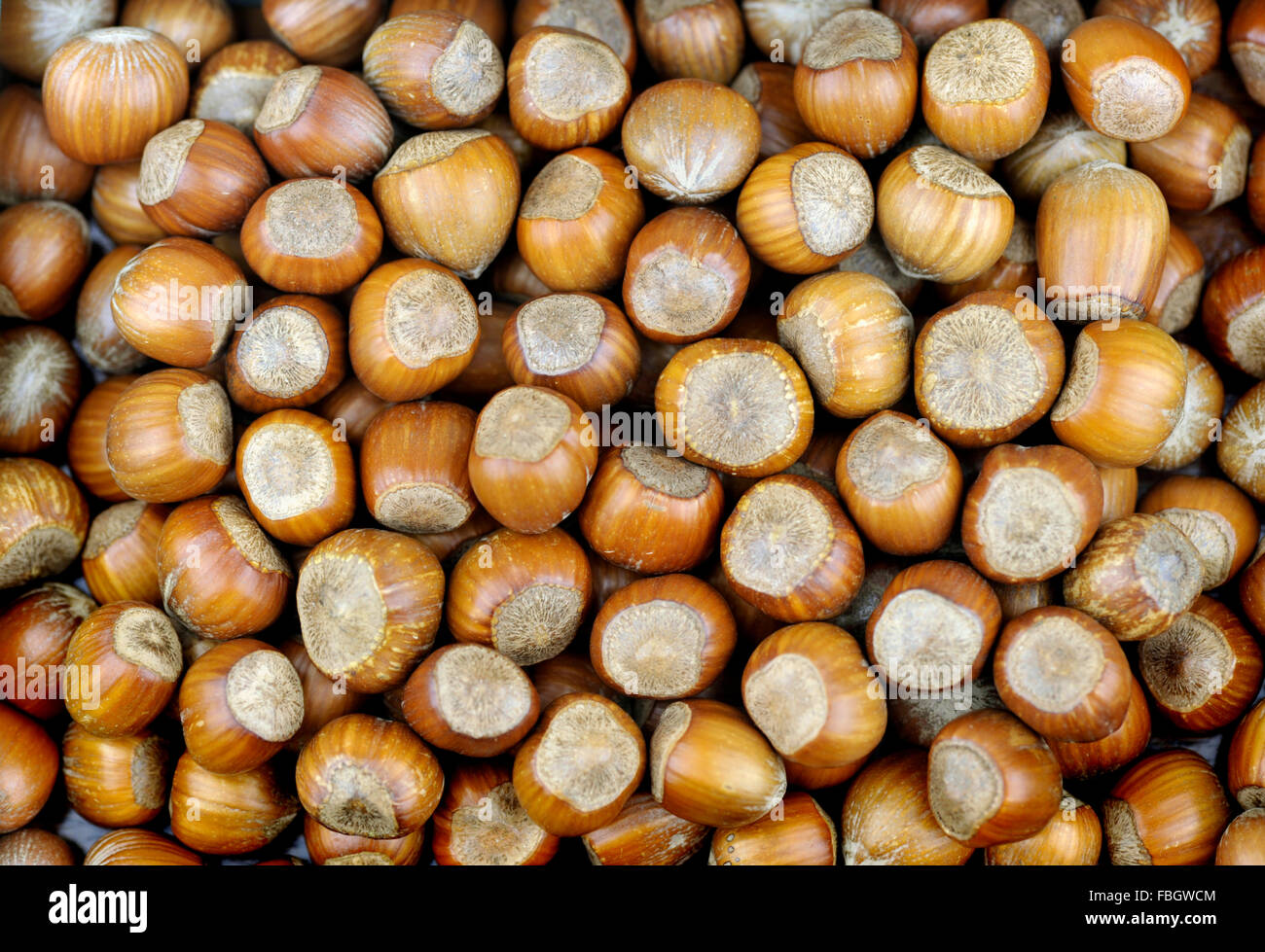 Whole Hazel nuts, also known as Cob nuts or Filberts Stock Photo - Alamy