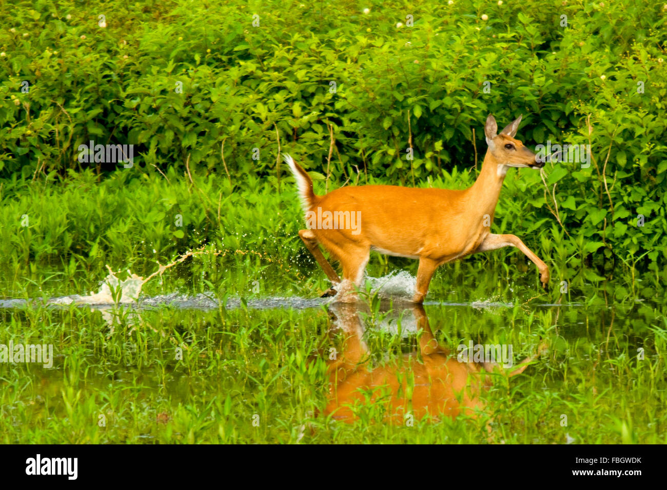 A white-tailed doe deer running through a wetland marsh area in Monroe ...