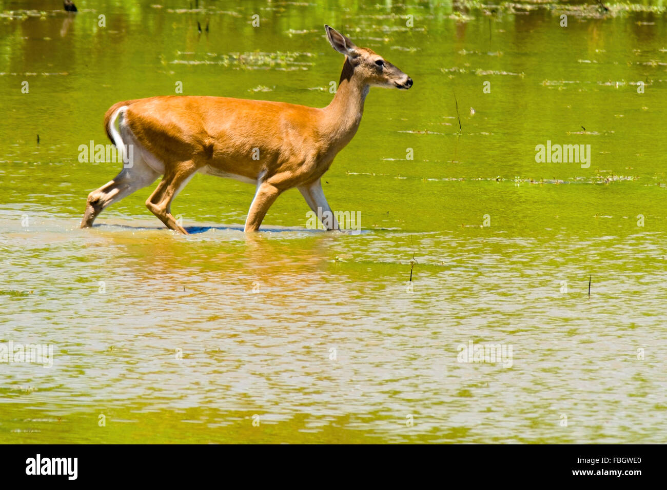 A white-tailed doe deer in a wetland marsh area in Monroe County ...
